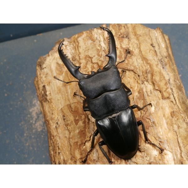 パラワンヒラタ幼虫3頭パラワン島ガントン山　CBF1初2令幼虫3頭　R8年2月孵化画像は参考個体です。