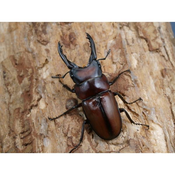 フスクスノコギリ幼虫3頭カメルーン 南西州　F22〜3令幼虫3頭　R8年2月孵化画像は参考個体です。