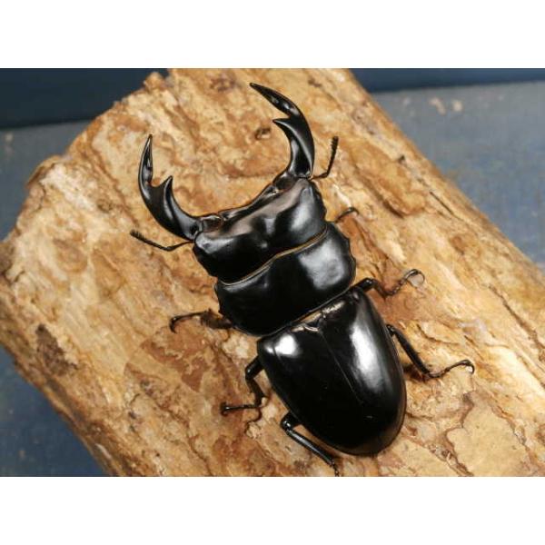 アンタエウスオオクワガタ幼虫3頭ブータン　シェムガン　CBF1初２令幼虫3頭　R8年3月孵化画像は参考個体です。