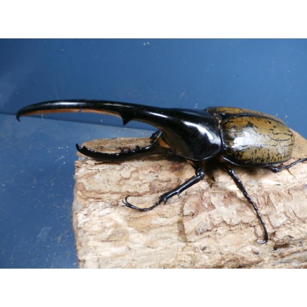 ヘラクレス（ヘラヘラ）♂♀ペアグアドループ　CBF1♂148ミリ　R7年11月下旬羽化♀70ミリ　R7年11月上旬羽化♂の胸角がわずかに曲がっており、右前脚フ節が欠けてます。♀の画像はございませんが、問題は無く完品です。画像は出品個体です。