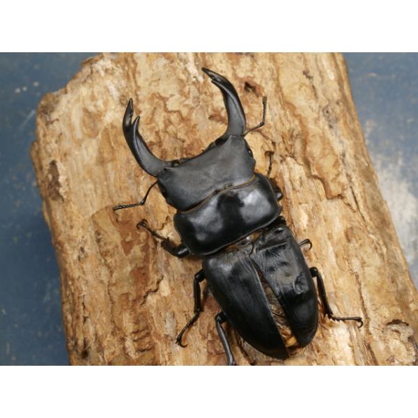 オオクワガタ♂♀ペア福岡県久留米市　CBF1♂84ミリ　R7年7月羽化♀51ミリ　R7年7月羽化♂の上翅に歪みがあり、開いてます。画像は出品個体です。