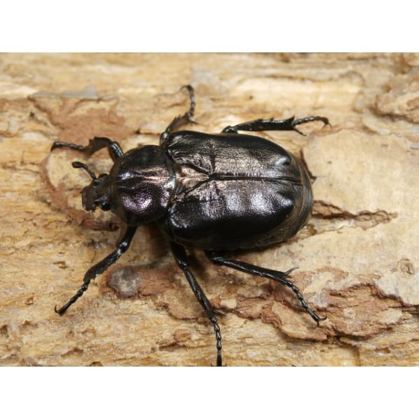 オオチャイロハナムグリ♂単品愛媛県松山市高縄山　F730〜32ミリ　R8年3月羽化確認３月中旬自力で出てきました。腹部の収まりのよくない個体もあります。画像は参考個体（出品個体含む）です。