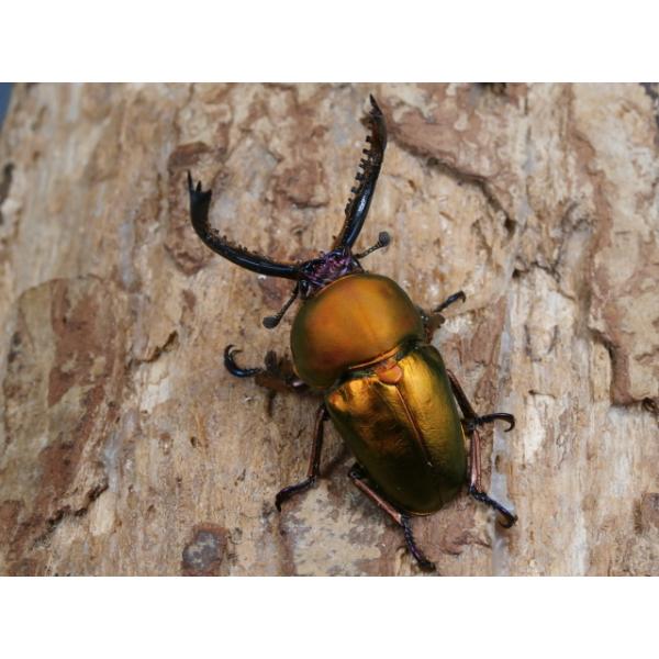 パプアキンイロクワガタ♂単品アルファック　WF141〜44ミリ　R7年10〜11月羽化複数出品いたしておりますが、ほぼ画像のような個体です。なお、交尾済みの個体も含まれます。ご了承ください。画像は参考個体です。