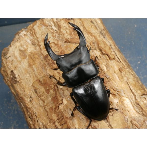 オオクワガタ♂♀ペア大阪府豊能郡能勢町　CBF1♂82ミリ　R7年7月羽化♀54ミリ　R7年7月羽化画像は出品個体です。