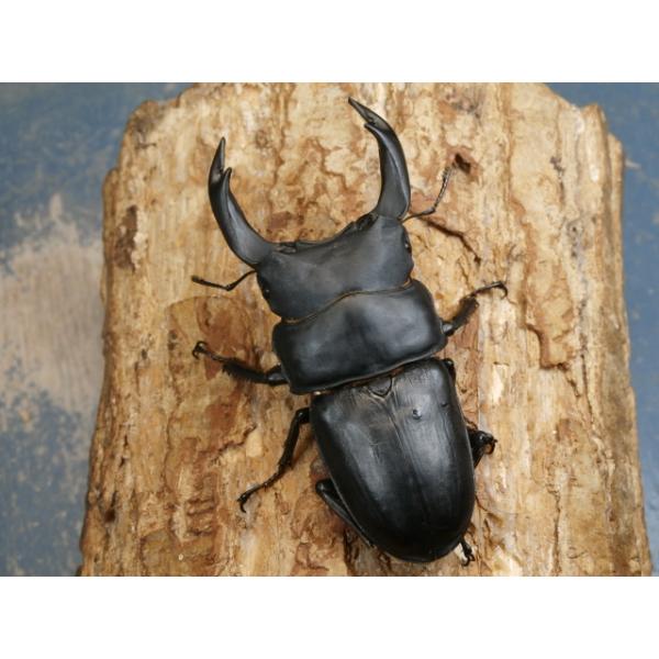 オオクワガタ♂♀ペア大阪府豊能郡能勢町　CBF1♂84ミリ　R7年7月羽化♀53ミリ　R7年7月羽化♂の上翅に傷があり、左後脚フ節が欠けています。♀の画像はございませんが、問題は無く完品です。画像は出品個体です。