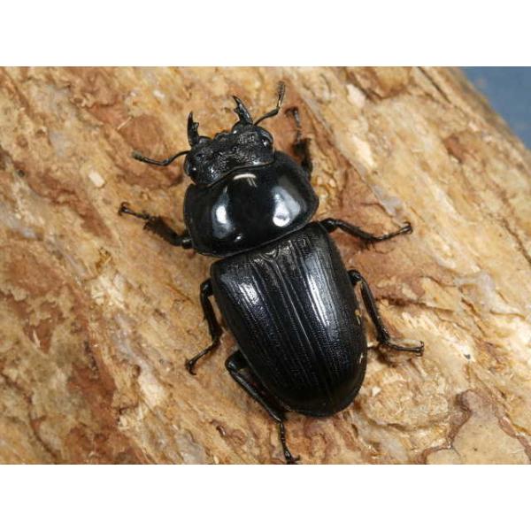 オオクワガタ♀単品山梨県韮崎市　CBF145〜46ミリ　R7年8月羽化画像は参考個体です。