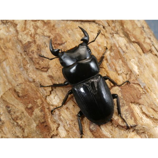 クルビデンス（ババイ）♂単品ベトナム　ダラット　F2♂43ミリ　 　R7年10月羽化画像は出品個体です。