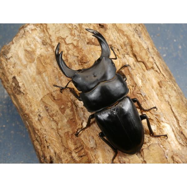 オオクワガタ♂♀ペア大阪府豊能郡能勢町　CBF1♂82ミリ　R7年7月羽化♀53ミリ　R7年7月羽化画像は出品個体です。