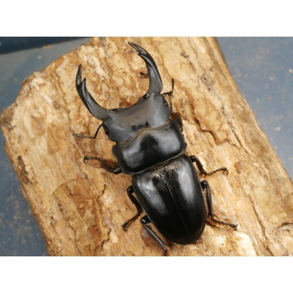 オオクワガタ♂♀ペア大阪府豊能郡能勢町　CBF1♂82ミリ　R7年7月羽化♀53ミリ　R7年7月羽化画像は出品個体です。