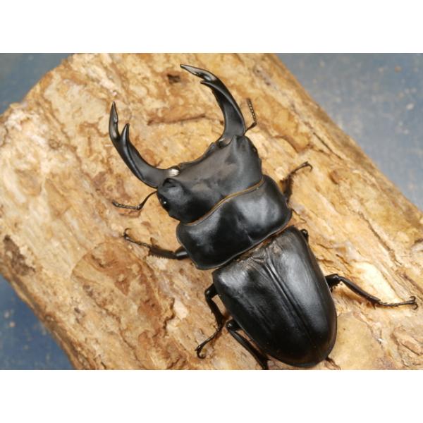 オオクワガタ♂♀ペア大阪府豊能郡能勢町　CBF1♂83ミリ　R7年7月羽化♀53ミリ　R7年7月羽化画像は出品個体です。