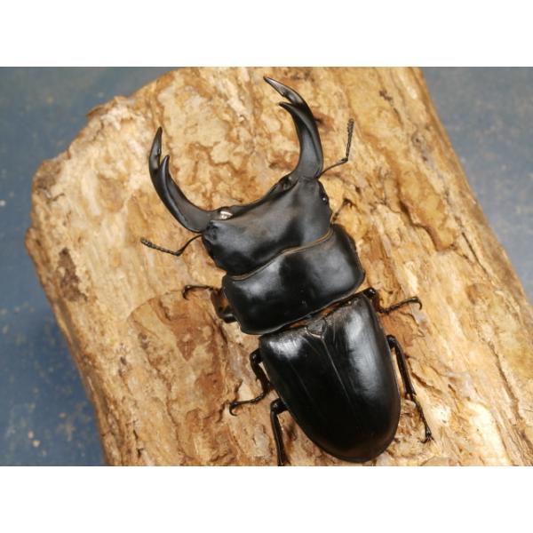 オオクワガタ♂♀ペア大阪府豊能郡能勢町　CBF1♂83ミリ　R7年7月羽化♀53ミリ　R7年7月羽化画像は出品個体です。