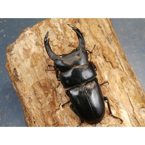 オオクワガタ♂♀ペア大阪府豊能郡能勢町　CBF1♂84ミリ　R7年7月羽化♀54ミリ　R7年7月羽化画像は出品個体です。