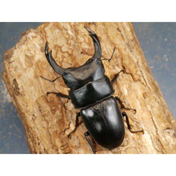 オオクワガタ♂♀ペア大阪府豊能郡能勢町　CBF1♂84ミリ　R7年7月羽化♀54ミリ　R7年7月羽化画像は出品個体です。