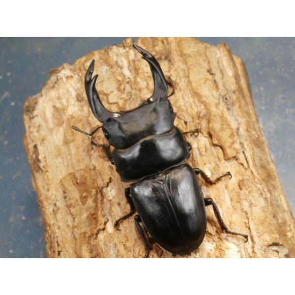 オオクワガタ♂♀ペア大阪府豊能郡能勢町　CBF1♂84ミリ　R7年7月羽化♀54ミリ　R7年7月羽化画像は出品個体です。