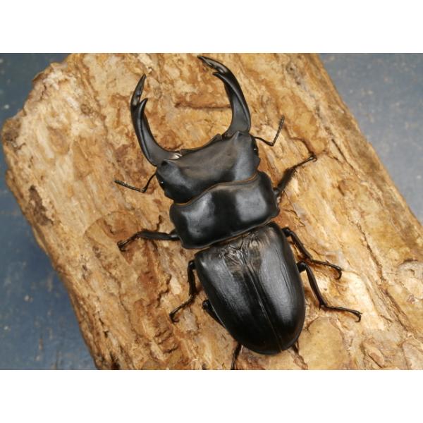 オオクワガタ♂♀ペア大阪府豊能郡能勢町　CBF1♂85ミリ　R7年7月羽化♀55ミリ　R7年7月羽化画像は出品個体です。