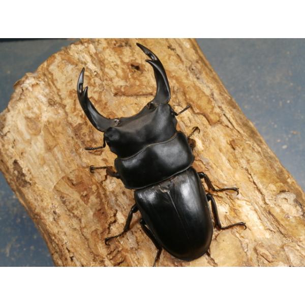 オオクワガタ♂♀ペア大阪府豊能郡能勢町　CBF1♂85ミリ　R7年7月羽化♀55ミリ　R7年7月羽化画像は出品個体です。