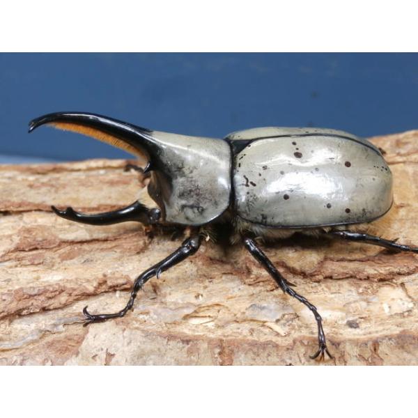 グラントシロカブト幼虫♂♀ペアアメリカ　アリゾナ州　CBF1初2令幼虫3頭　　R8年3月孵化画像は参考個体です。