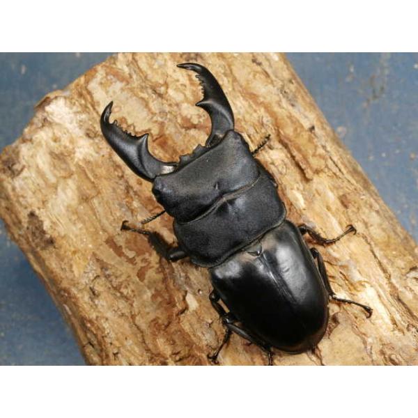 マリンドッケオオヒラタ幼虫3頭マリンドッケ島　カナット山　F3初2令幼虫3頭　R8年3月孵化画像は参考個体です。