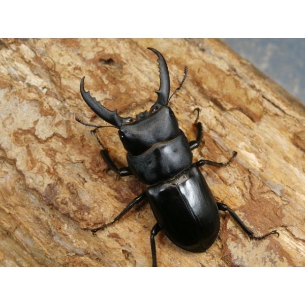 チョウセンヒラタ♂♀ペア長崎県対馬市　F5♂51ミリ　R8年2月羽化♀30ミリ　R8年2月羽化画像は出品個体です。