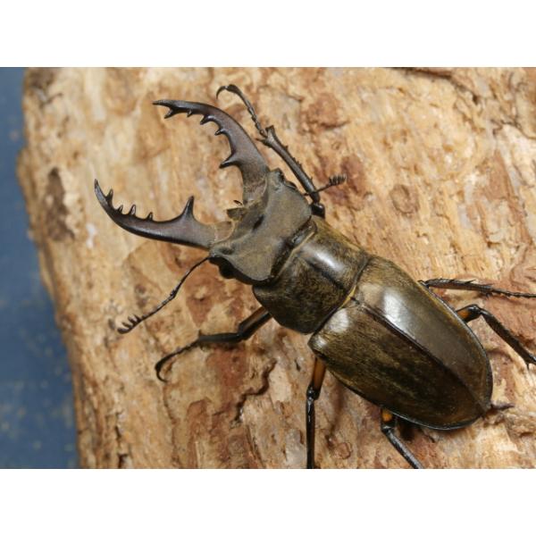 ミヤマクワガタ♂単品岐阜県恵那市　WF1♂60〜62ミリ　R7年9〜10月羽化画像は参考個体（出品個体含む）です。