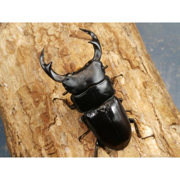 クルビデンスオオクワガタ♂♀ペアインド　ウエストベンガル州カリンポン　CBF1♂70ミリ　R8年3月羽化♀45ミリ　R8年2月羽化画像は出品個体です。