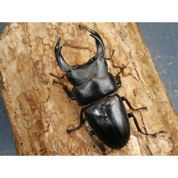 オオクワガタ♂♀ペア兵庫県川西市　CBF1♂75ミリ　R7年7月羽化♀52ミリ　R7年7月羽化♂の上翅に小さな傷があります。画像は出品個体です。