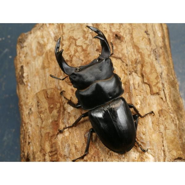 オオクワガタ♂♀ペア兵庫県川西市　CBF1♂74ミリ　R7年7月羽化♀50ミリ　R7年7月羽化♂の右内歯がわずかに歪んでます。画像は出品個体です。