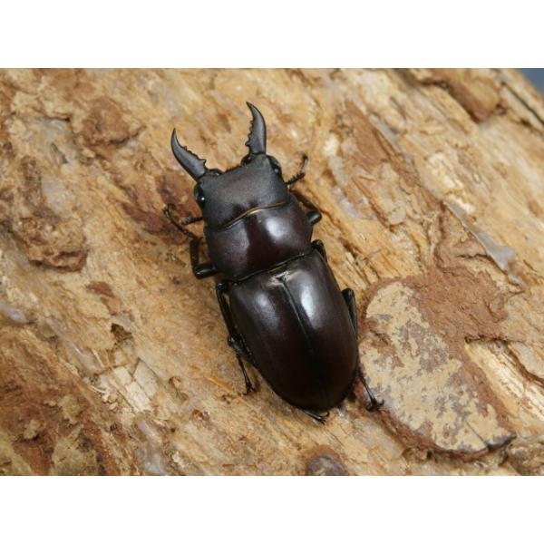 ラクノステルヌスヒラタ♂♀ペアフィリピン　ルソン島ネバービスカヤ州　CBF1♂31〜32ミリ　R8年1月羽化　♀25〜26ミリ　R8年1月羽化　画像は参考個体（出品個体含む）です。