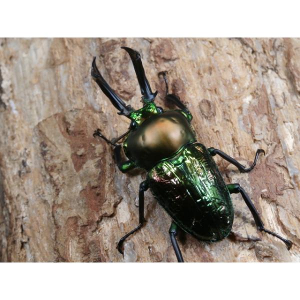 ニジイロクワガタ♂♀ペアオーストラリア　ケアンズ　CB♂50ミリ　R7年8月羽化♀38ミリ　R7年8月羽化♂の上翅にシワがあります。♀の右後脚フ節が欠けてます。画像は出品個体です。