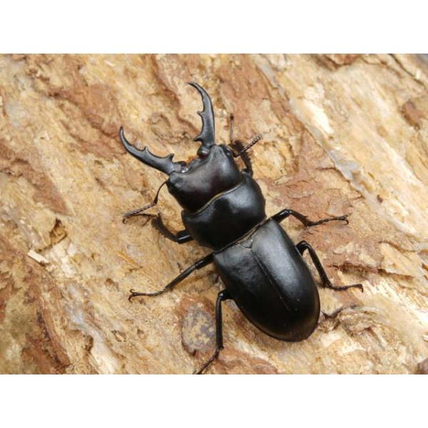 ヤンシカノコギリ♂♀ペア中国湖北省恩施市利川産　F3♂34ミリ　R8年1月羽化♀23ミリ　R8年1月羽化画像は参考個体ですが、同サイズの34ミリの個体です。画像は参考個体です。