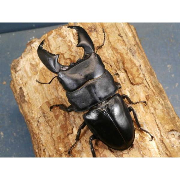 スマトラヒラタ幼虫3頭スマトラ島アチェ　CBF1初2令幼虫3頭　　R8年3月孵化複数のペアで産卵させました。画像は参考個体です。