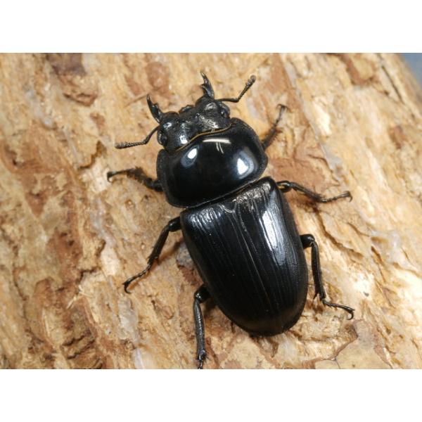 オオクワガタ♀単品兵庫県川西市　CBF1♀47〜49ミリ　R7年7〜8月羽化明記するほどの欠点はございませんが、わずかな傷やへこみはご了承下さい。画像は参考個体です。