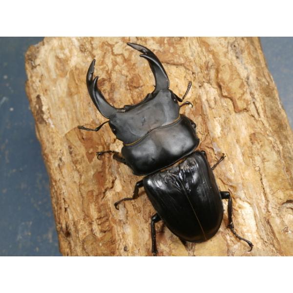 オオクワガタ♂♀ペア大阪府豊能郡能勢町　CBF1♂80ミリ　R7年7月羽化♀53ミリ　R7年7月羽化♂のアゴ先がわずかに摩耗しています。♀の腹部先端が少し出ています。画像は出品個体です。