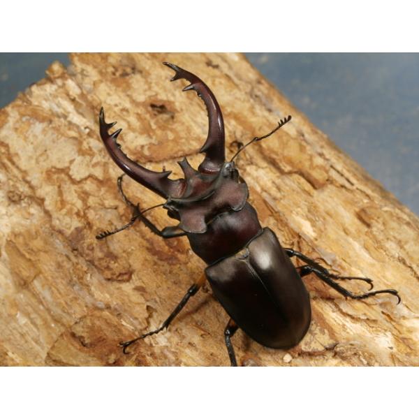 タイワンミヤマ♂♀ペア台湾　新北市　三峡　WF1♂66ミリ　　 R8年1月羽化♀39ミリ　　 R8年1月羽化画像は出品個体です。