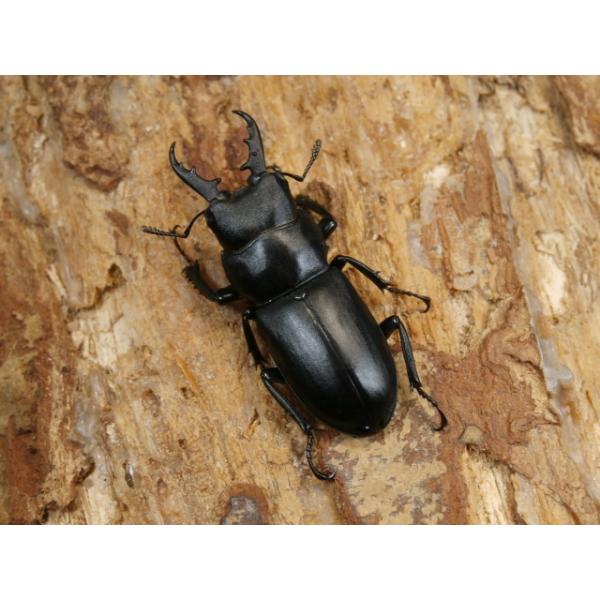 ヤンシカノコギリ♂♀ペア中国湖北省恩施市利川産　F3♂30ミリ　R8年1月羽化♀24ミリ　R8年1月羽化画像は出品個体です。（♀は参考個体）