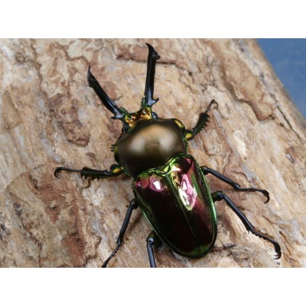 ニジイロクワガタ♂♀ペアオーストラリア　ケアンズ　CB♂55ミリ　R8年3月羽化♀38ミリ　R8年2月羽化画像は出品個体です。