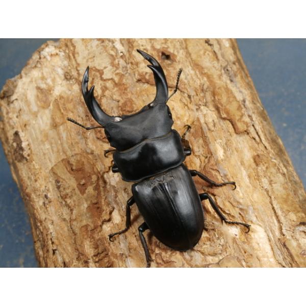 オオクワガタ♂♀ペア福岡県久留米市　CBF1♂72ミリ　R7年12月羽化♀43ミリ　R7年11月羽化画像は出品個体です。
