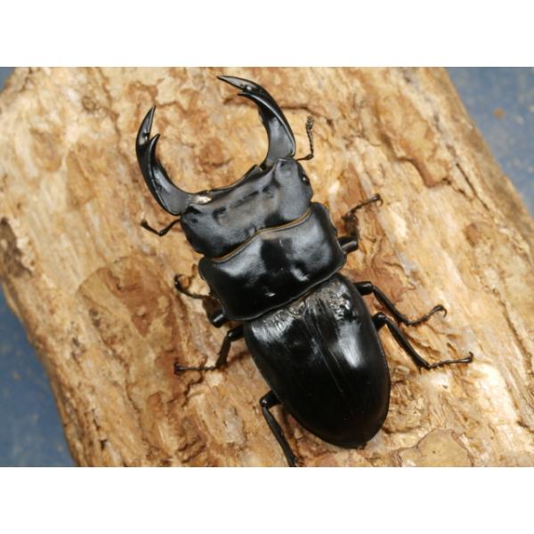 オオクワガタ♂♀ペア兵庫県川西市　CBF1♂71ミリ　R7年11月羽化♀49ミリ　R7年10月羽化♂の体表にデコボコがあります。画像は出品個体です。