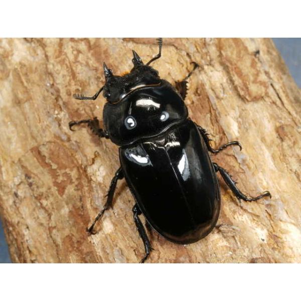 タランドゥスオオツヤクワガタ♀単品コンゴ民主共和国産　F2♀50〜51ミリ　R8年2〜3月羽化画像は参考個体です。