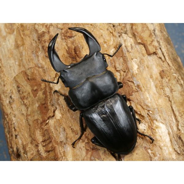 ホペイオオクワガタ♂♀ペア中国福建省北峰　CBF1♂67ミリ　R8年3月羽化♀43ミリ　R8年2月羽化画像は出品個体です。