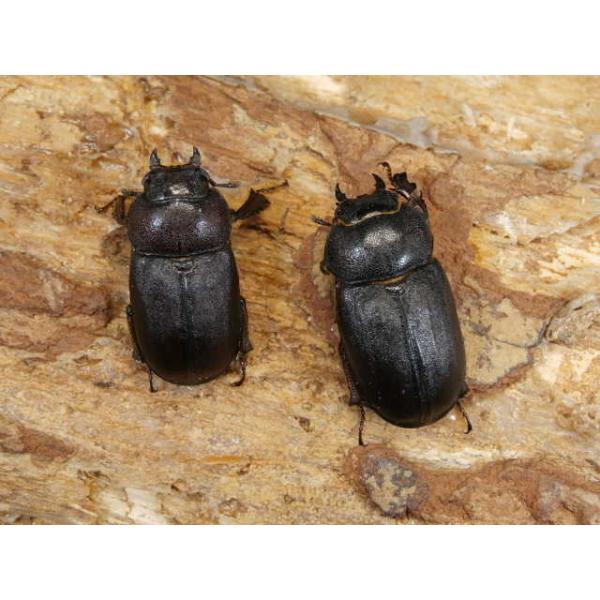 ロンボクコマルクワガタ♂♀ペアインドネシア　ロンボク島　F3♂21ミリ前後　R8年4月羽化♀21ミリ前後　R8年4月羽化幼虫の段階で判別し、羽化後♂♀の特徴がはっきりしている個体を出品しています。画像は参考個体です。