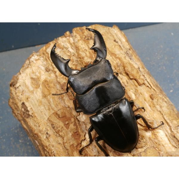 スマトラヒラタ♂♀ペアスマトラ島　アチェ　CBF1♂91ミリ　　 R8年4月羽化♀50ミリ　 　R8年1月羽化♂の右触角が欠けてます。画像は出品個体です。