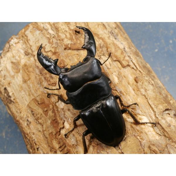 スマトラヒラタ♂♀ペアスマトラ島　アチェ　CBF1♂80ミリ　　 R8年3月羽化♀50ミリ　 　R8年1月羽化♂のアゴにシワがあります。画像は出品個体です。