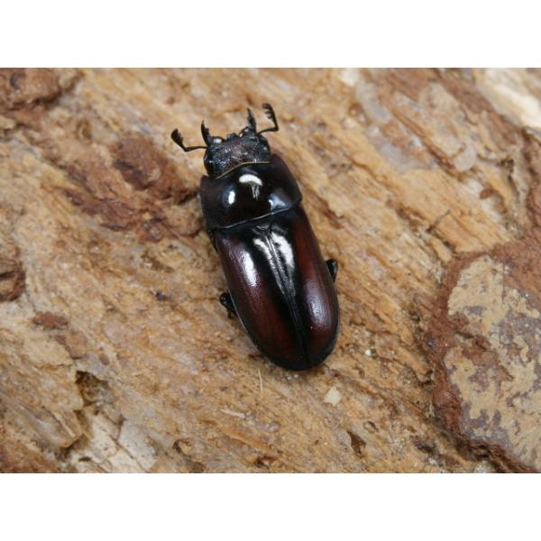 プセウダキスコクワ♀単品タイ　チェンライ県ドイランカ　F2♀18ミリ　R7年12月羽化脚を閉じておりますが、すべて揃っており完品です。画像は出品個体です。