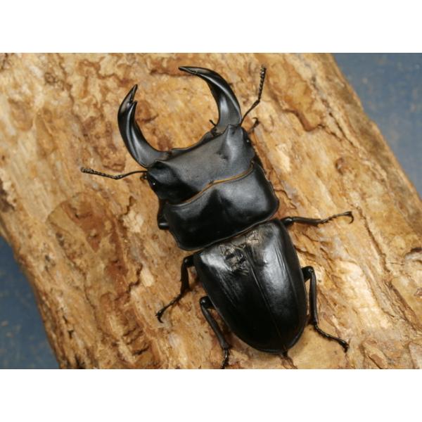 ホペイオオクワガタ♂♀ペア中国福建省北峰　CBF1♂72ミリ　R8年3月羽化♀46ミリ　R8年2月羽化♂の上翅にわずかな傷があります。画像は出品個体です。
