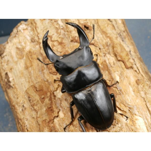ホペイオオクワガタ♂♀ペア中国福建省北峰　CBF1♂71ミリ　R8年3月羽化♀45ミリ　R8年2月羽化画像は出品個体です。