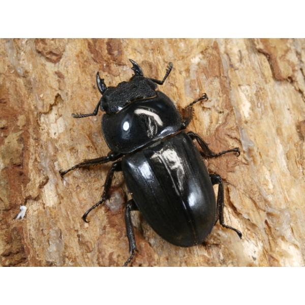 スマトラヒラタ♀単品スマトラ島　アチェ　CB♀39ミリ　 　R8年5月羽化♂親は極太の黒眼（BB）、♀親は赤眼（RR）でした。したがって、出品個体はRB（赤眼の因子を持った黒眼）です。画像は出品個体です。