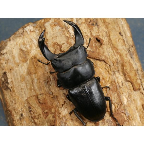 ホペイオオクワガタ♂♀ペア中国福建省北峰　CBF1♂67ミリ　R8年3月羽化♀44ミリ　R8年3月羽化画像は出品個体です。