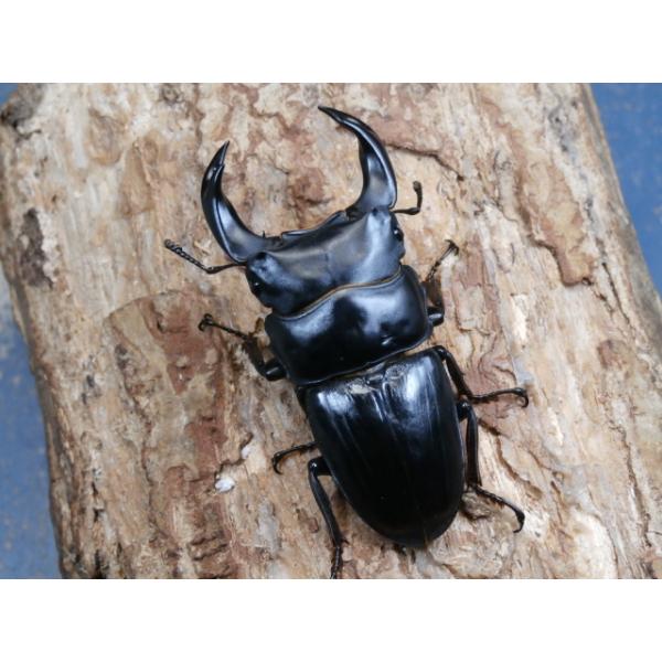 ホペイオオクワガタ♂♀ペア中国福建省北峰　CBF1♂65ミリ　R8年3月羽化♀45ミリ　R8年3月羽化画像は出品個体です。
