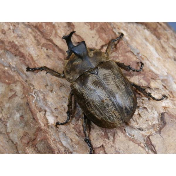 サビイロカブト♂♀ペアボルネオ島　CBF1♂40〜41ミリ　R8年5月羽化♀36〜37ミリ　R8年5月羽化画像は参考個体です。